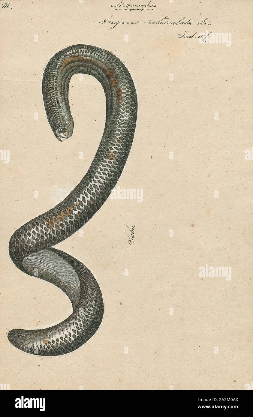 Anguis reticulata hi-res stock photography and images - Alamy
