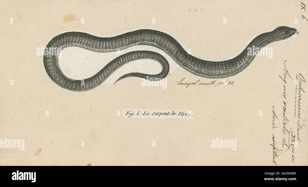 Family anguidae hi-res stock photography and images - Alamy