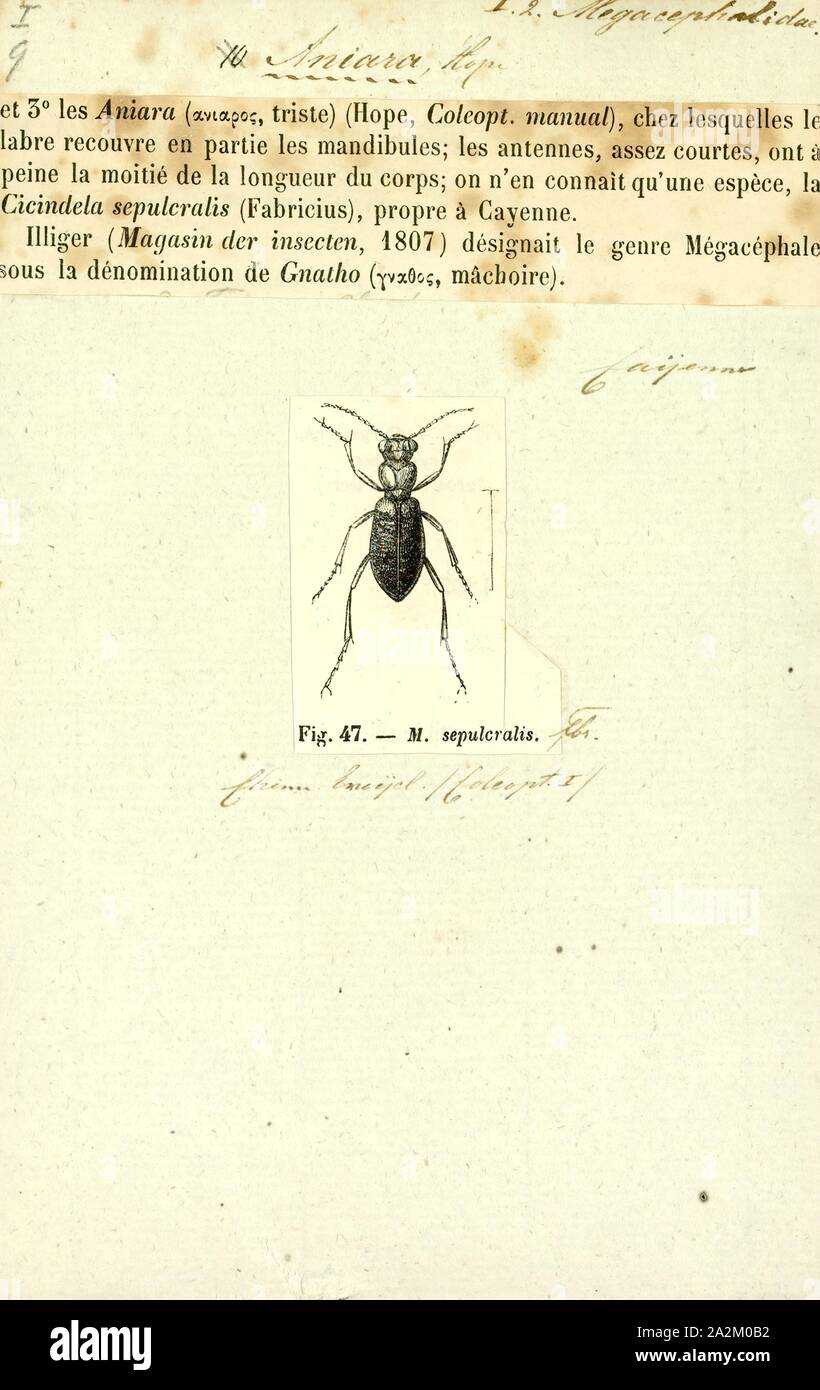 Aniara hi-res stock photography and images - Alamy