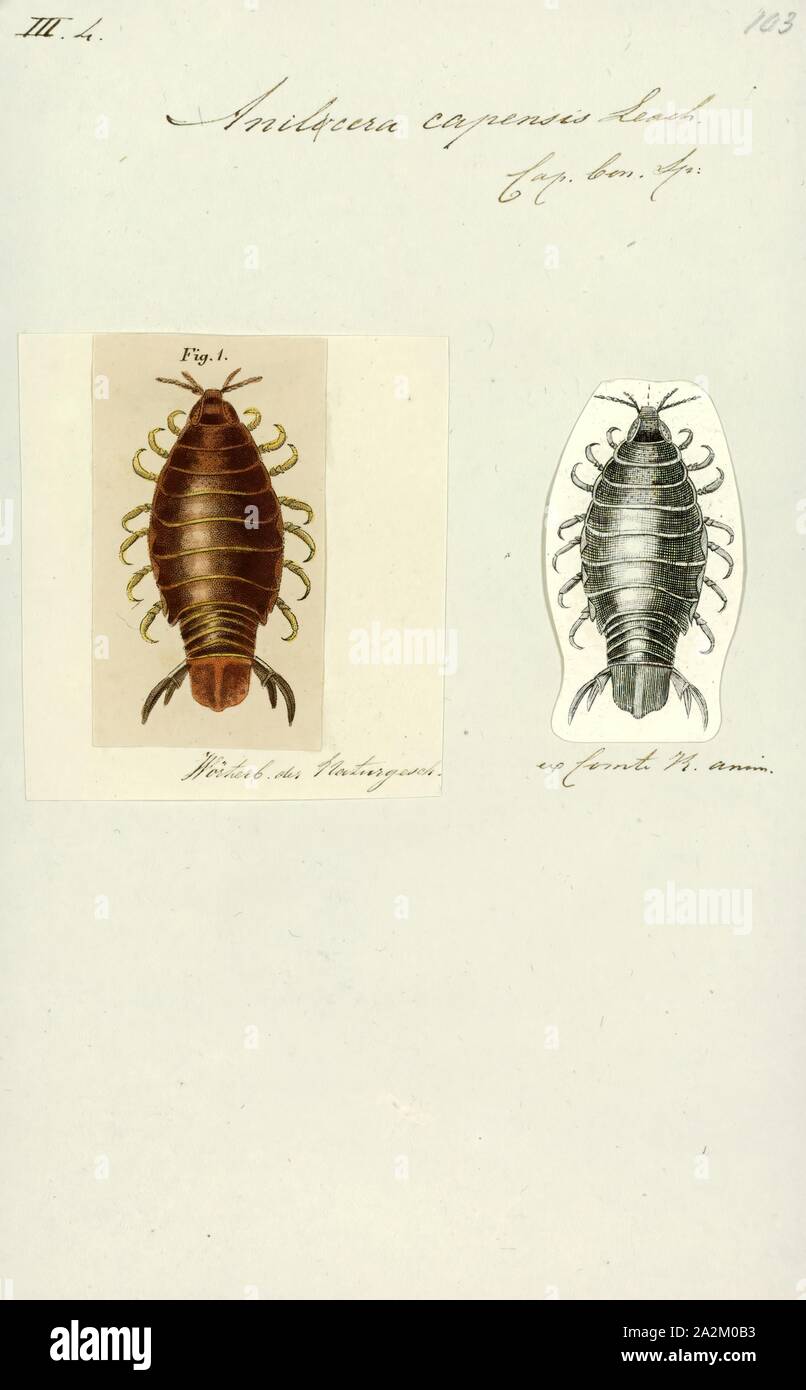 Species preferentially attaches itself hi-res stock photography and ...