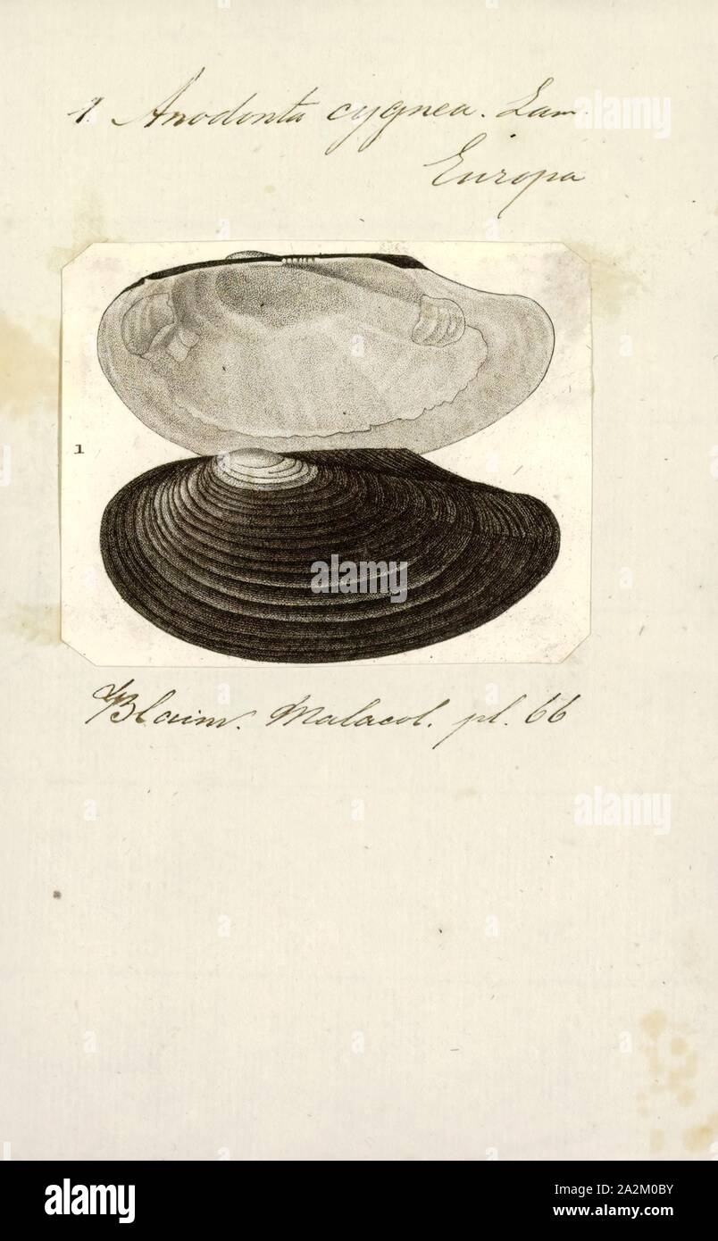 Anodonta cygnea, Print, The swan mussel, Anodonta cygnea, is a large ...