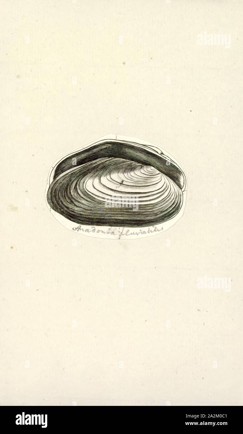 Anodonta fluviatilis hi-res stock photography and images - Alamy