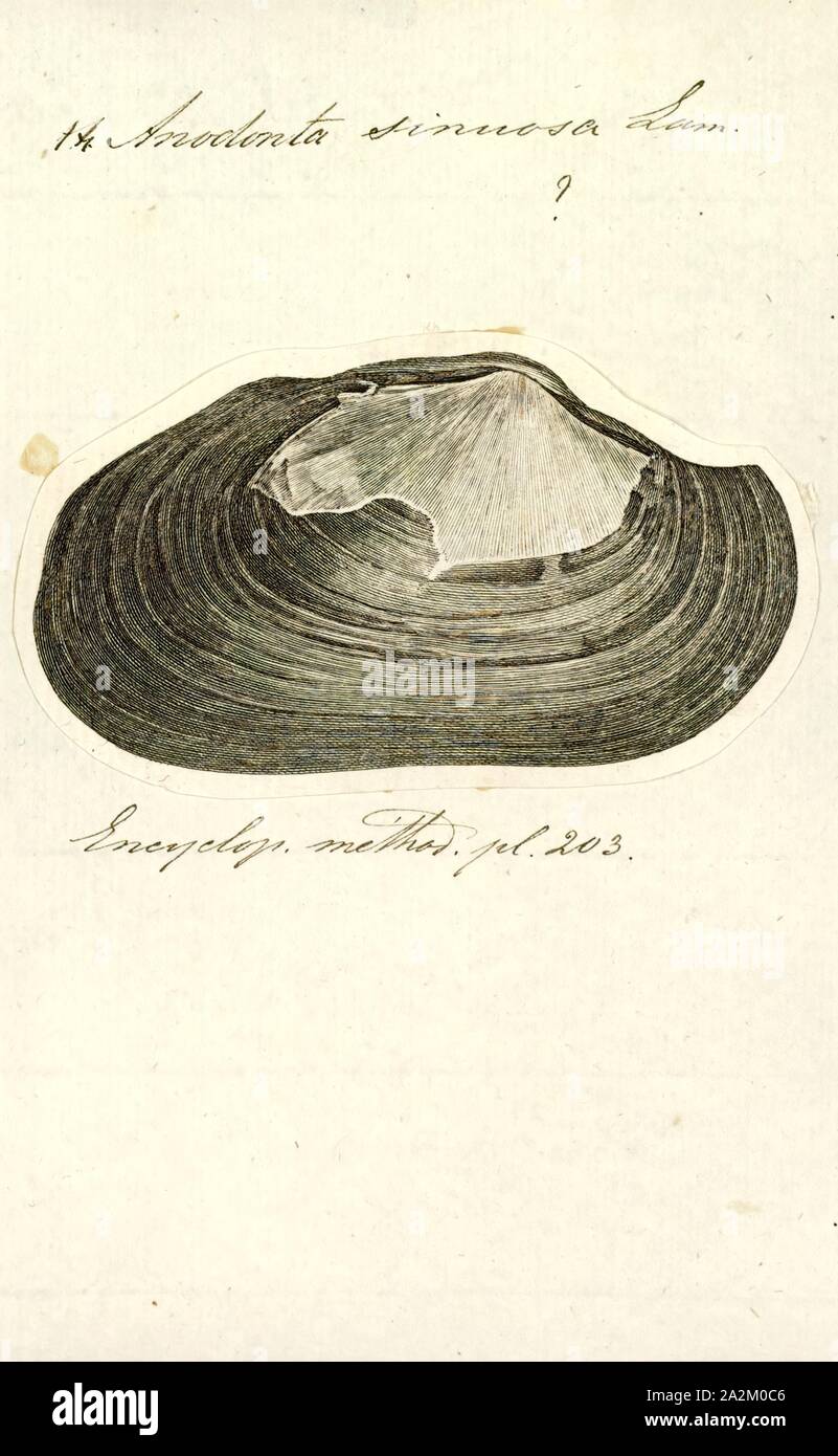 Sinuosa hi-res stock photography and images - Alamy