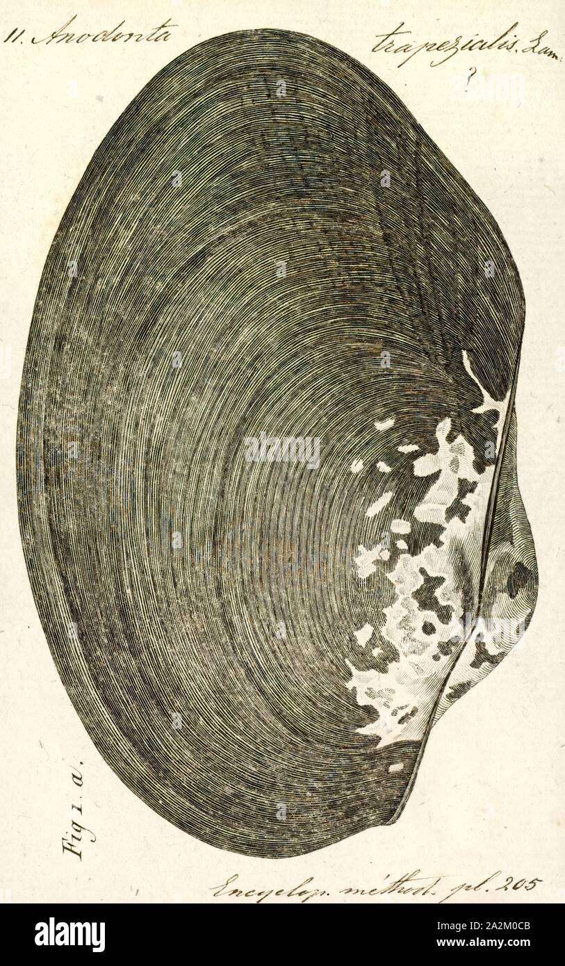 Anodonta trapezialis, Print, Anodonta is a genus of freshwater mussels ...