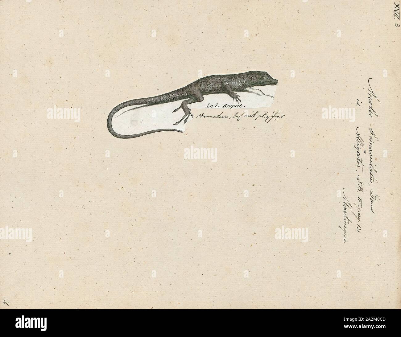 St eustatius anole hi-res stock photography and images - Alamy