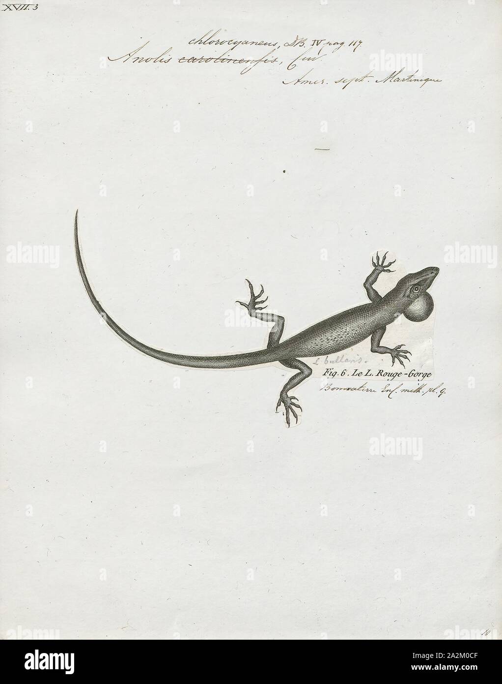Anolis chlorocyaneus hi-res stock photography and images - Alamy