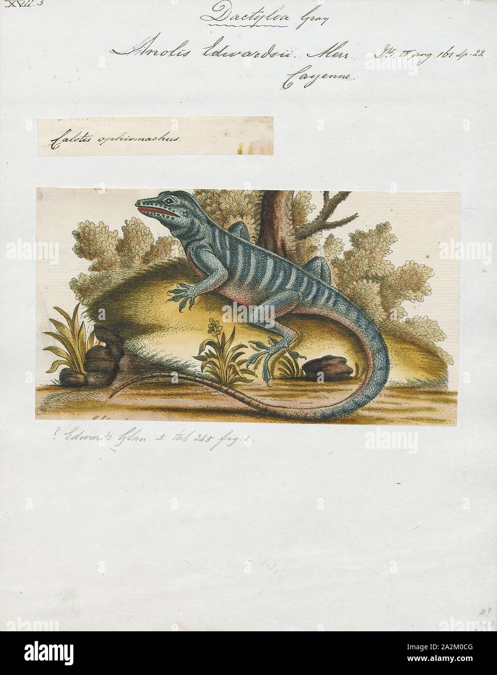 Anolis edwardsii, Print, Anolis is a genus of anoles, iguanian lizards ...