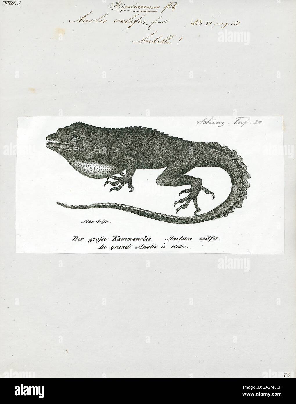 Anolis velifer hi-res stock photography and images - Alamy