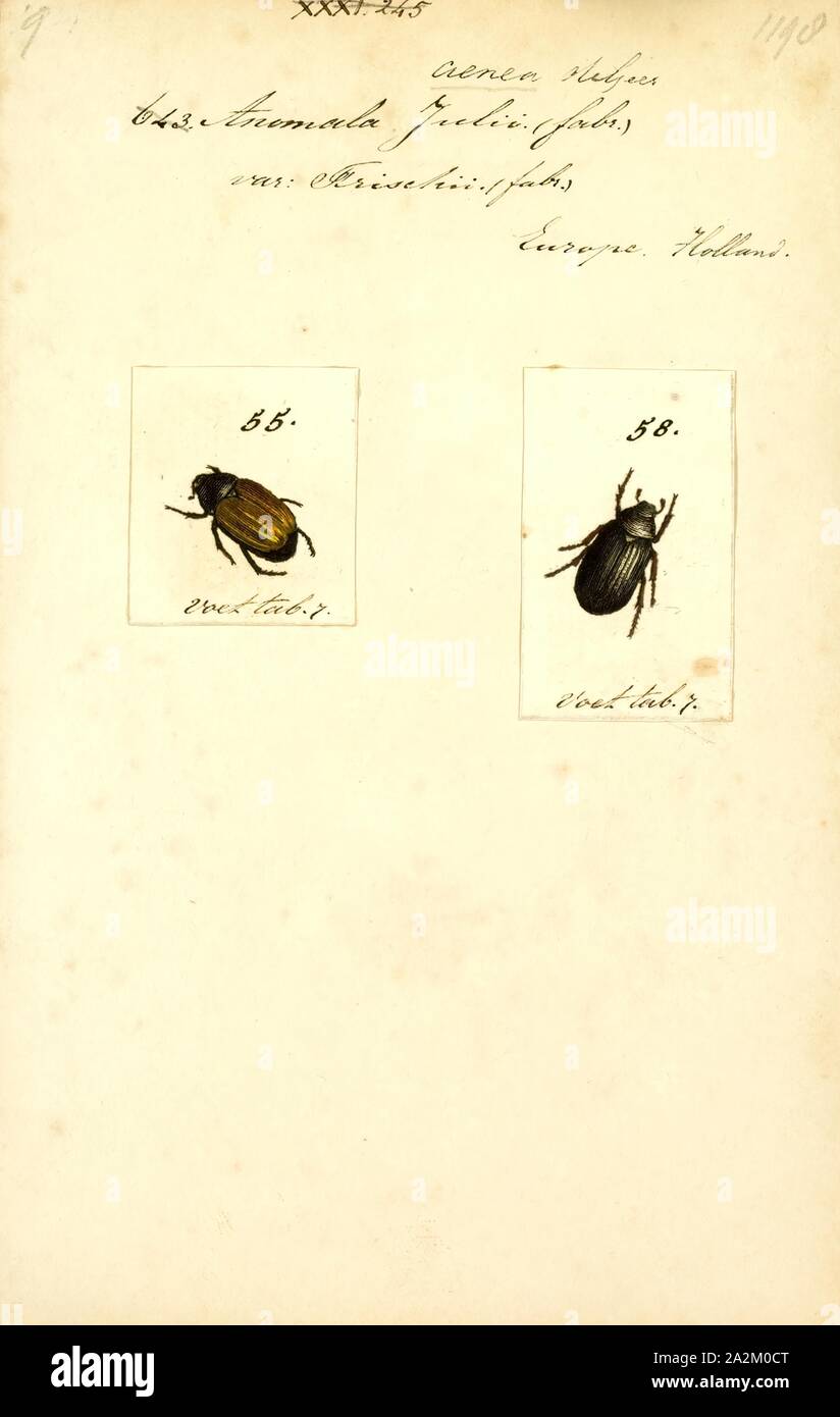 Anomala, Print, Anomala is a genus of shining leaf chafers in the ...