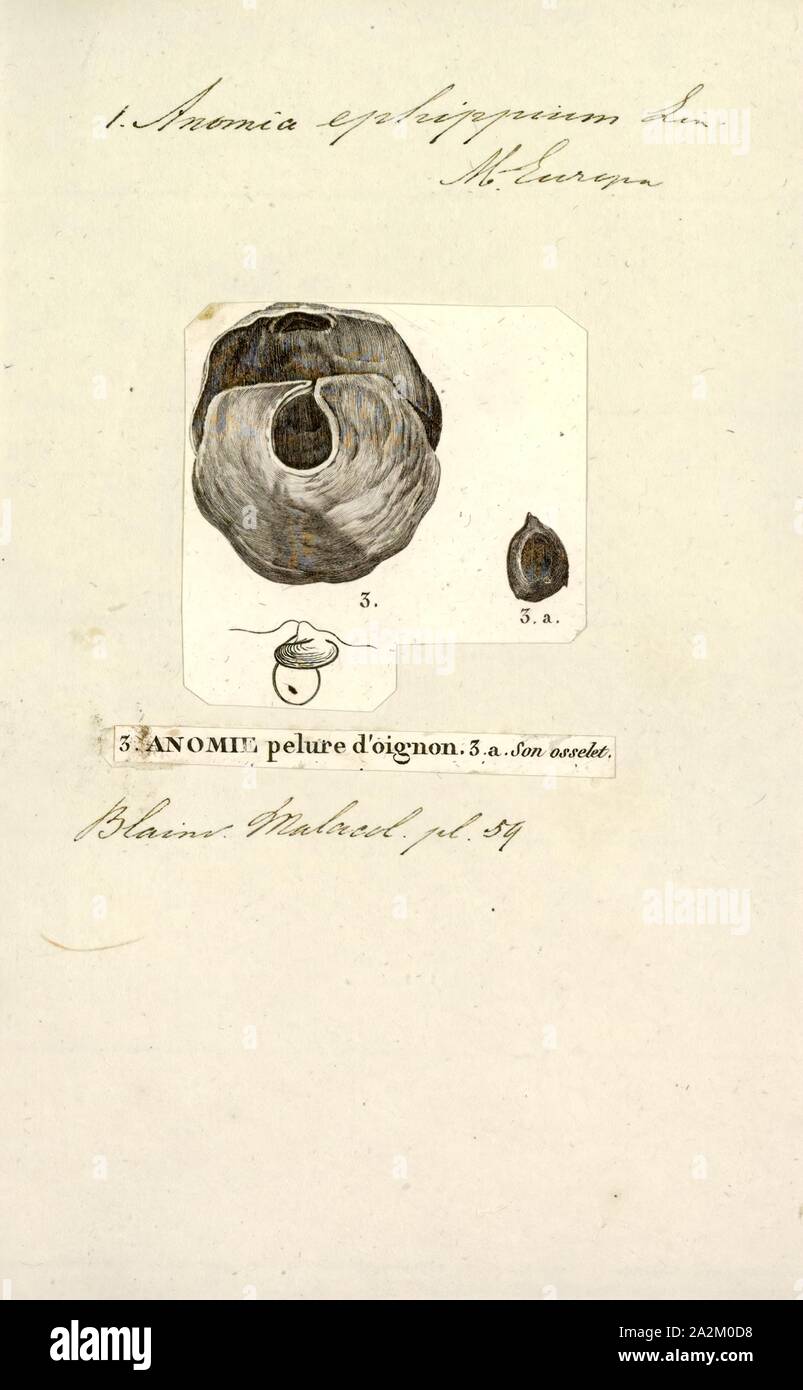 Anomia Ephippium High Resolution Stock Photography and Images - Alamy