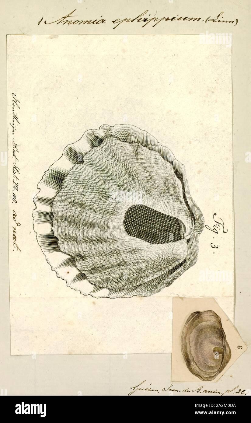 Anomia ephippium, Print Stock Photo - Alamy