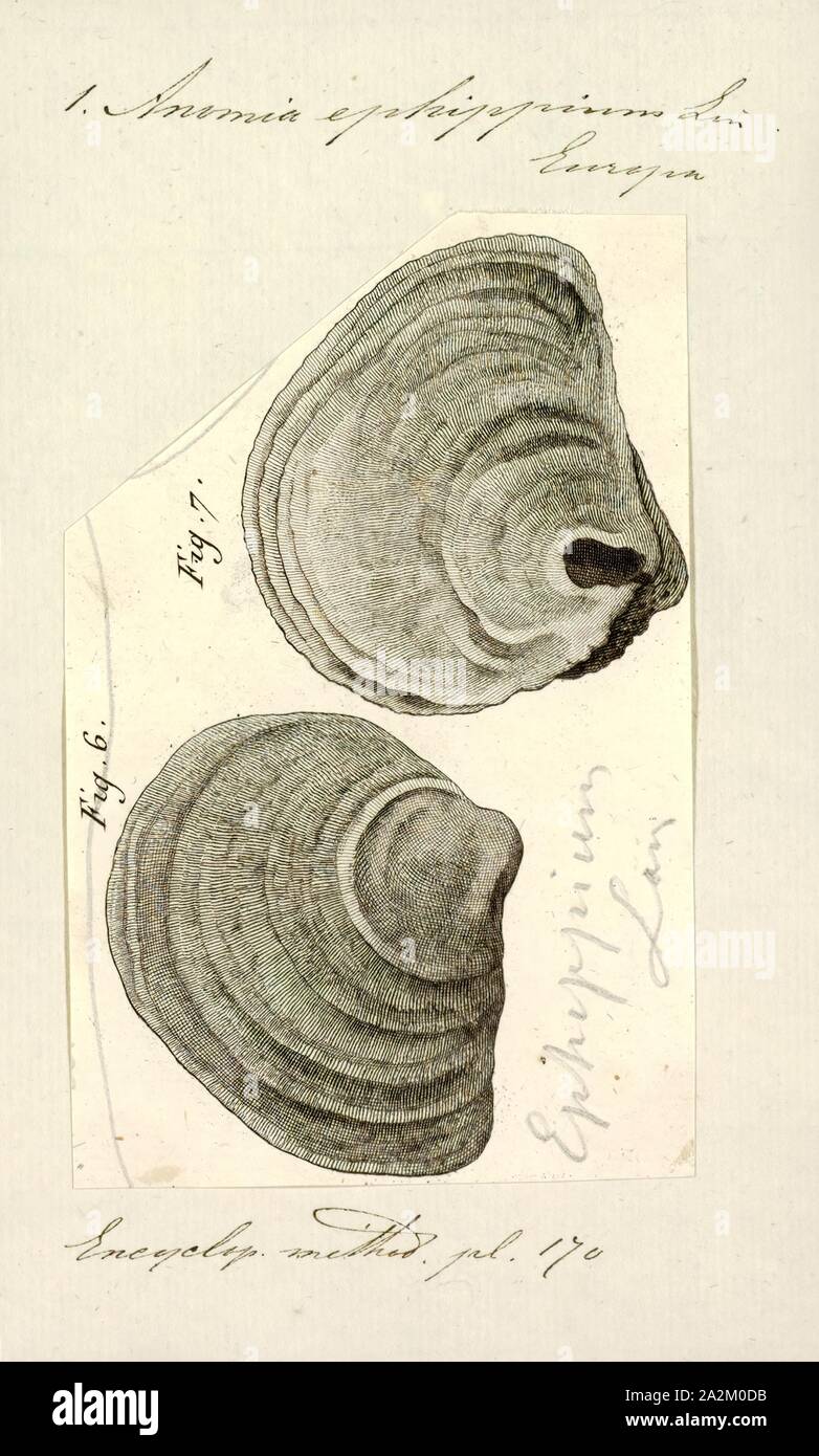 Anomia ephippium, Print Stock Photo - Alamy