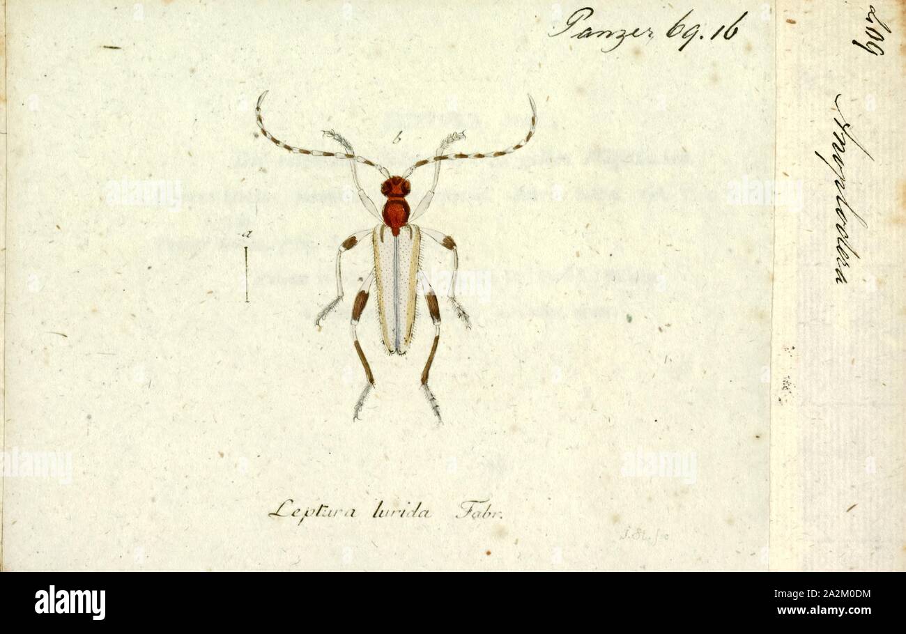Anoplodera, Print, Anoplodera pubera is a species of beetle in the ...