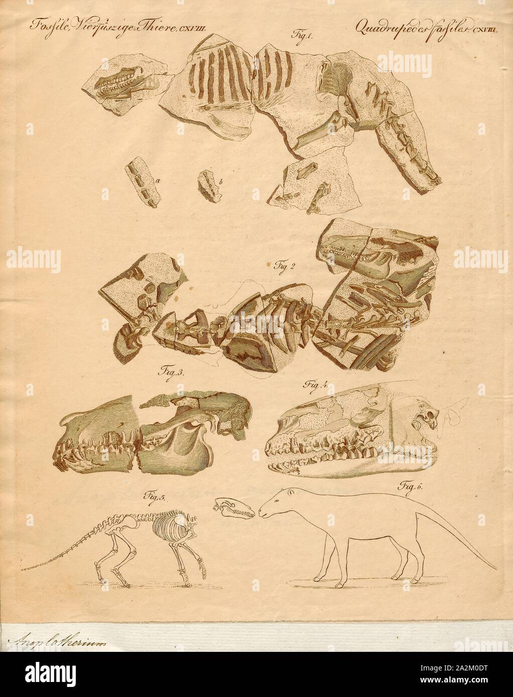 Late eocene hi-res stock photography and images - Alamy