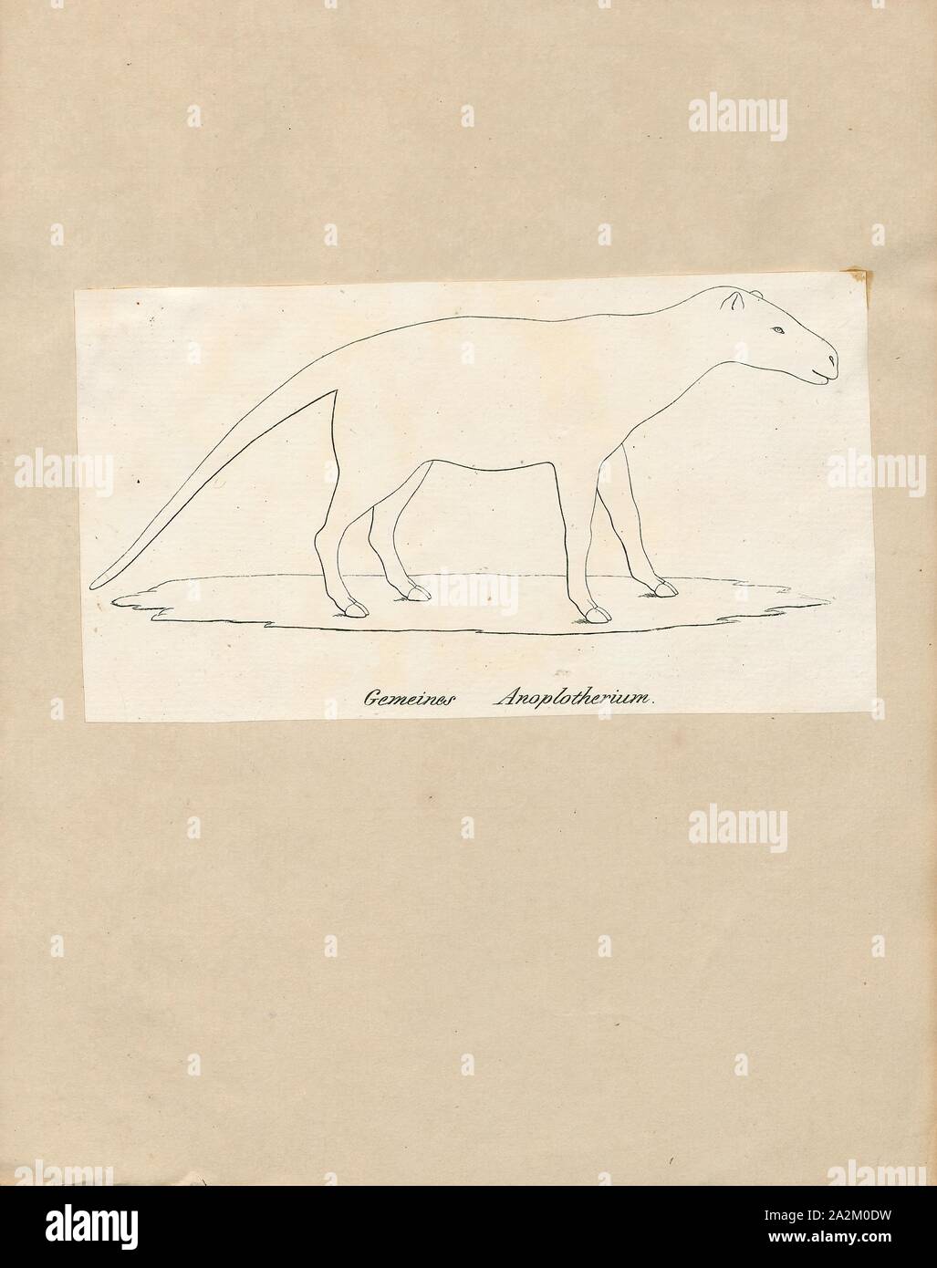 Anoplotherium commune, Print, Anoplotherium is an extinct genus of ...
