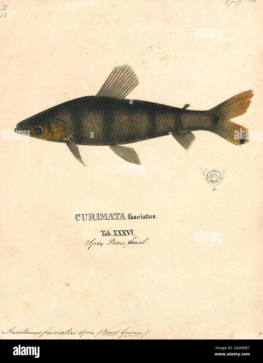 Anostomus fasciatus hi-res stock photography and images - Alamy