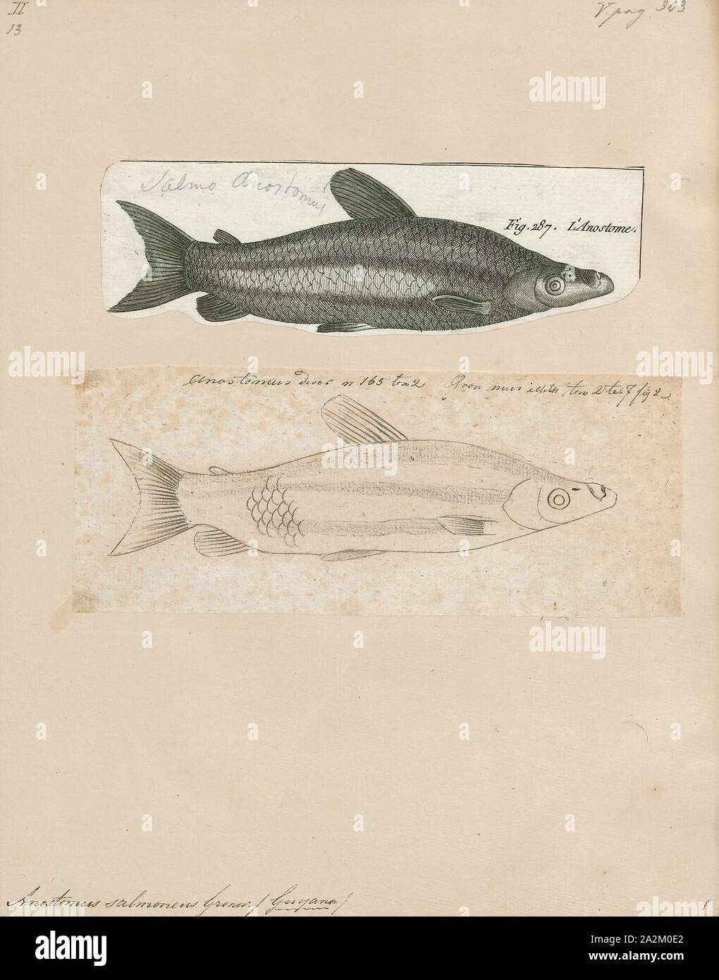 Anostomus salmoneus hi-res stock photography and images - Alamy