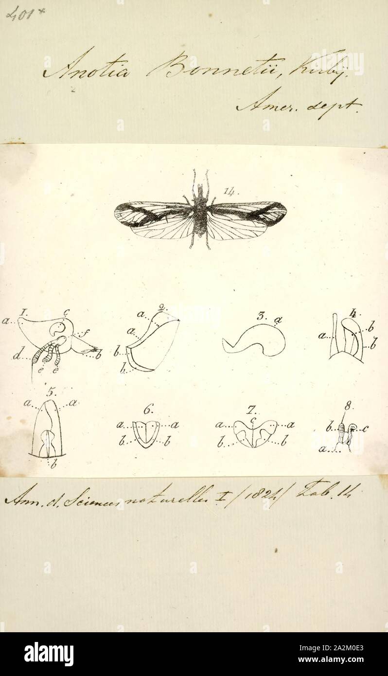 Anotia hi-res stock photography and images - Alamy