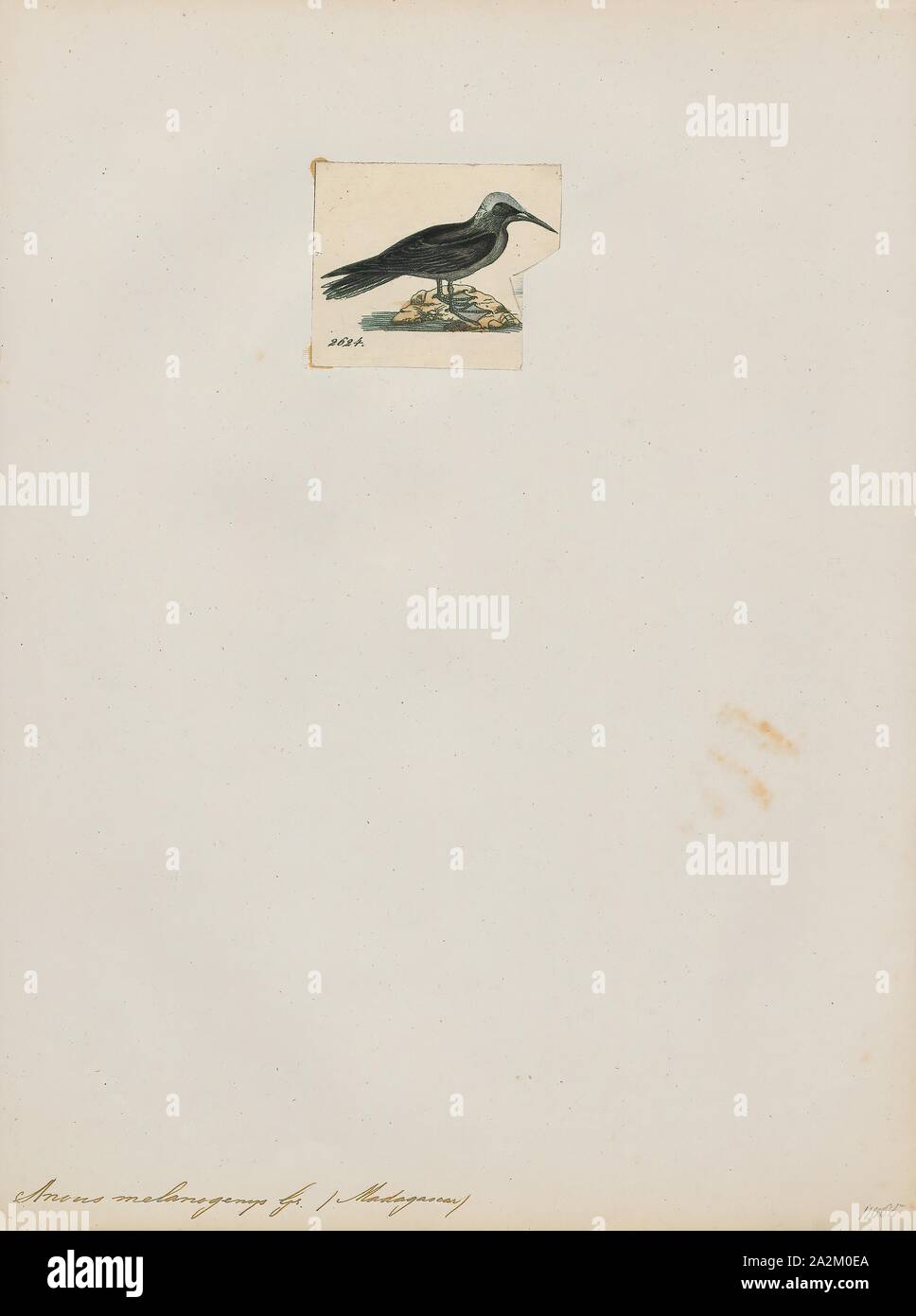 Anous melanogenys, Print, Anous is a genus of seabirds in family ...