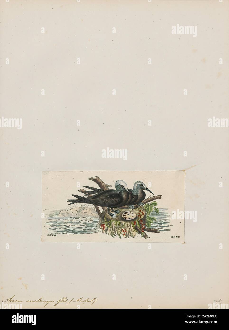 Anous melanops, Print, Anous is a genus of seabirds in family Laridae ...