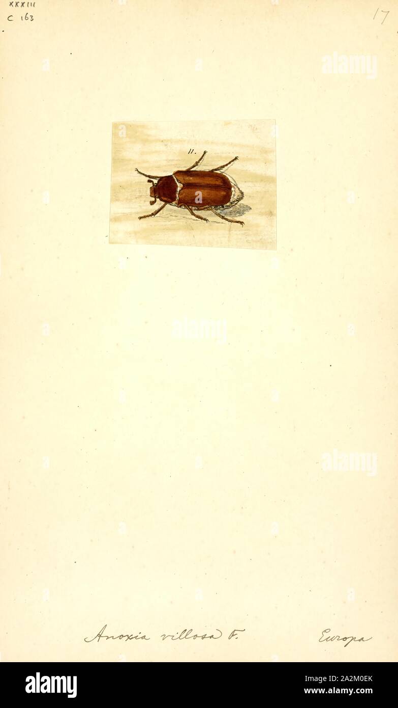 Anoxia, Print, The term anoxia means a total depletion in the level of ...