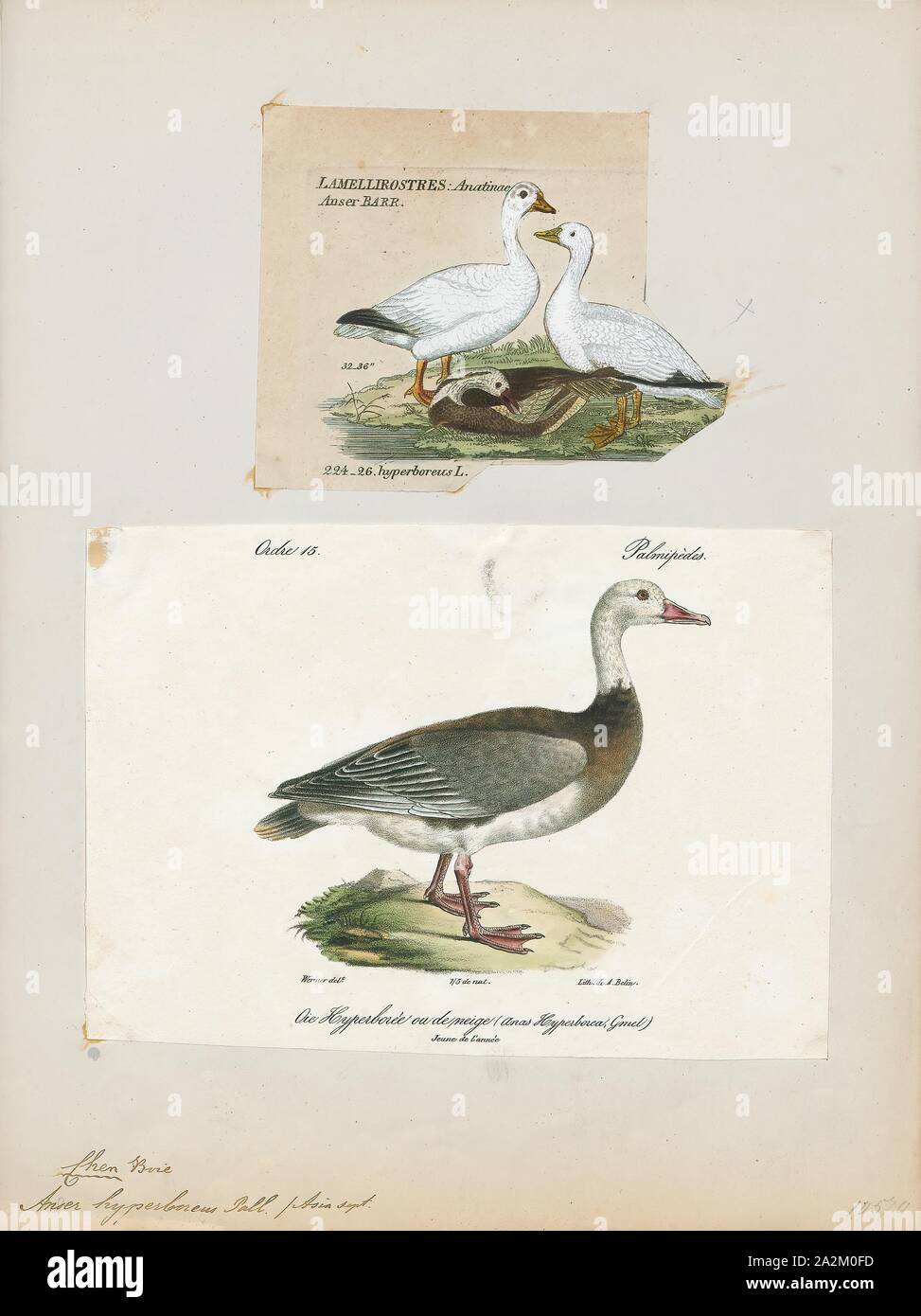 Anser hyperboreus hi-res stock photography and images - Alamy