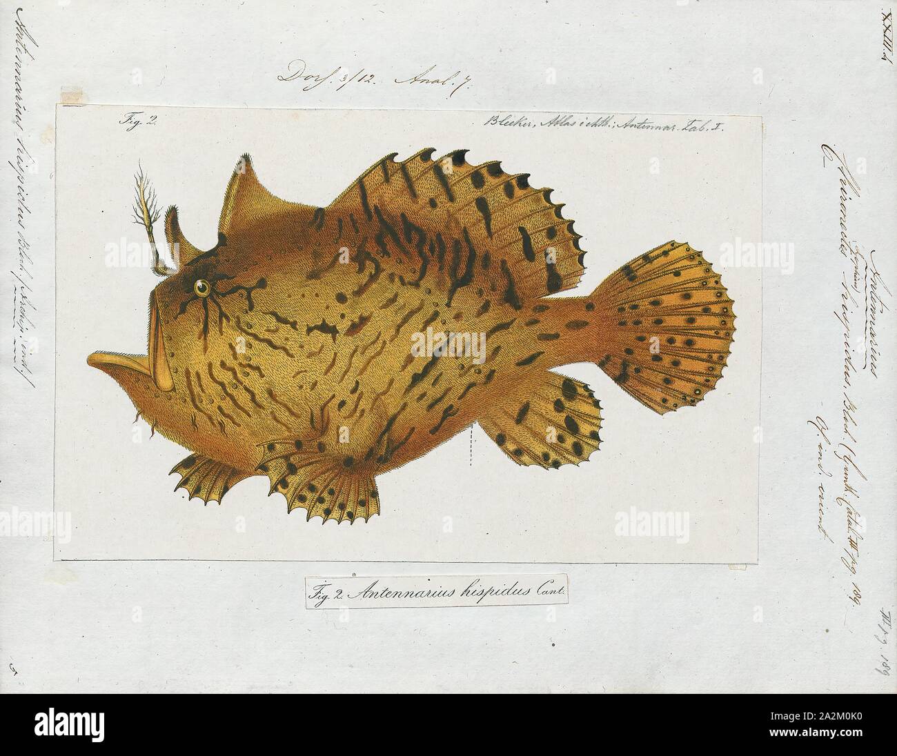 Antennarius hispidus, Print, The shaggy frogfish (Antennarius hispidus ...
