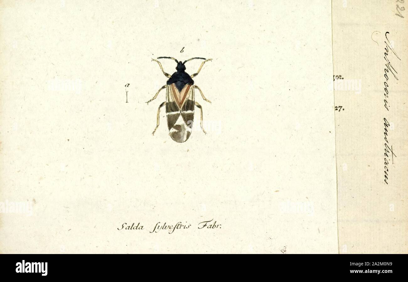 Anthocoridae hi-res stock photography and images - Alamy