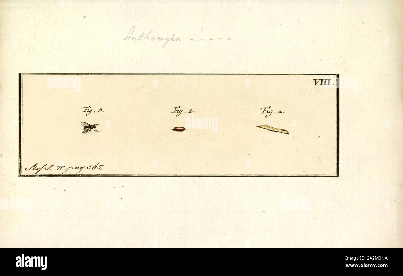 Family anthomyiidae hi-res stock photography and images - Alamy