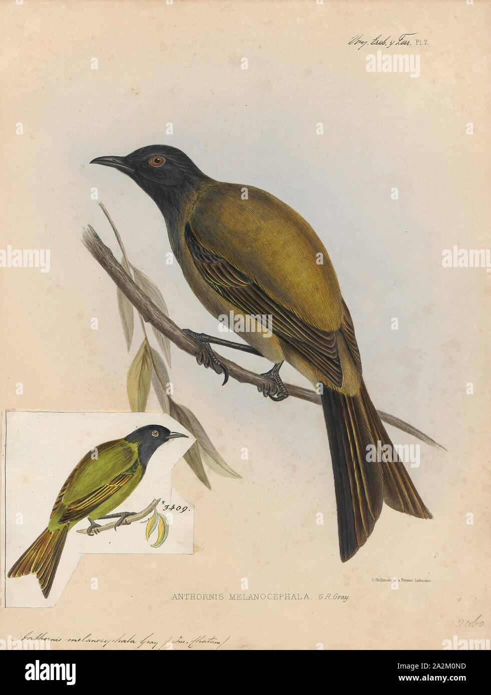 Anthornis melanocephala, Print, The Chatham bellbird (Anthornis ...