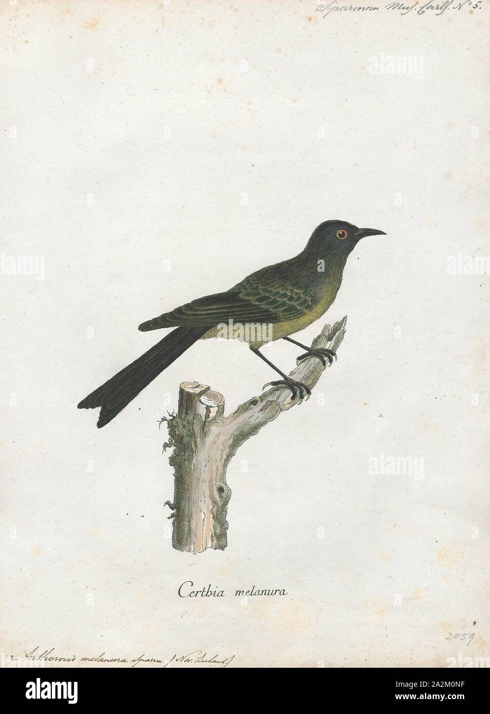 Small song bird species hi-res stock photography and images - Alamy