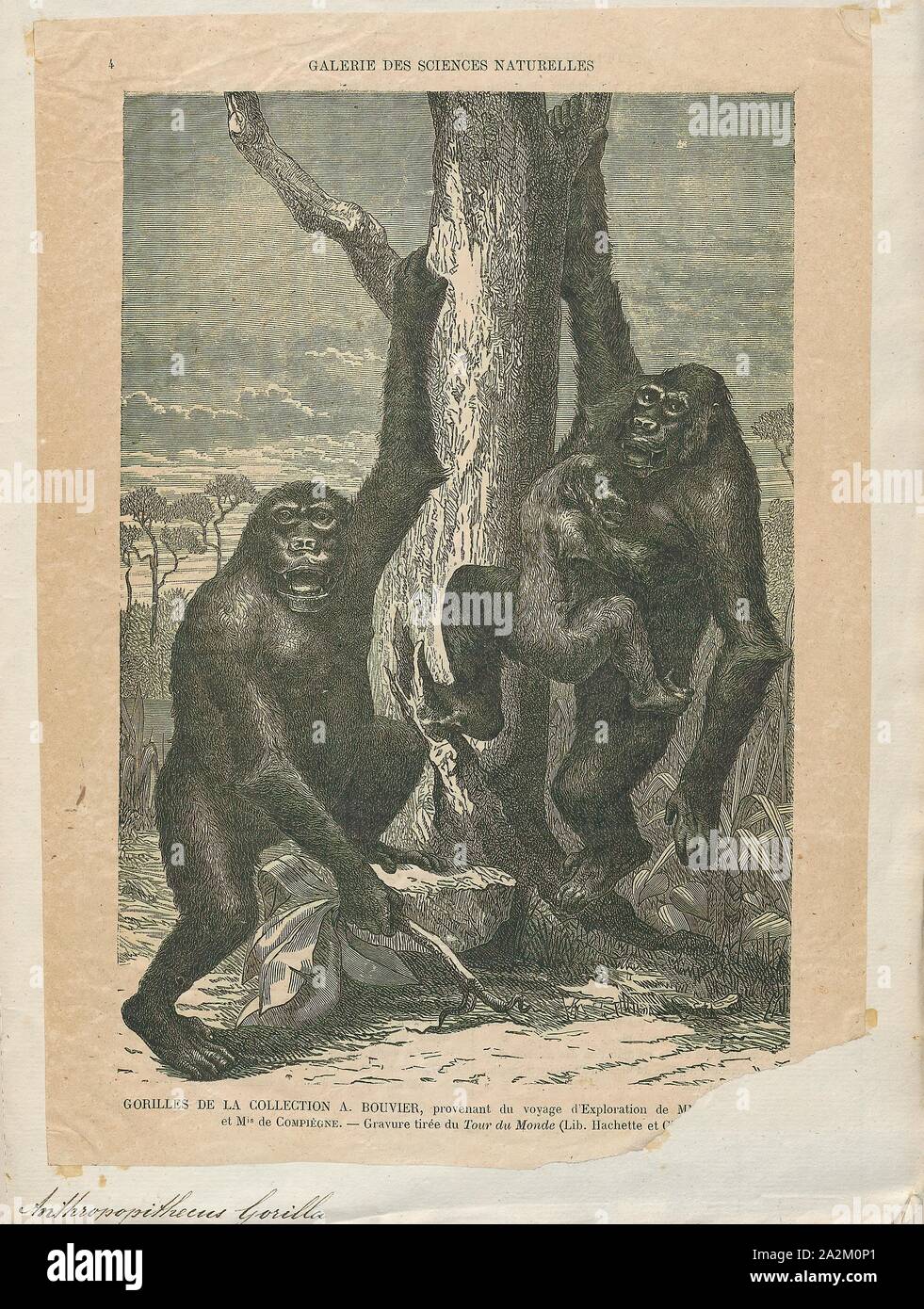 Anthropopithecus hi-res stock photography and images - Alamy