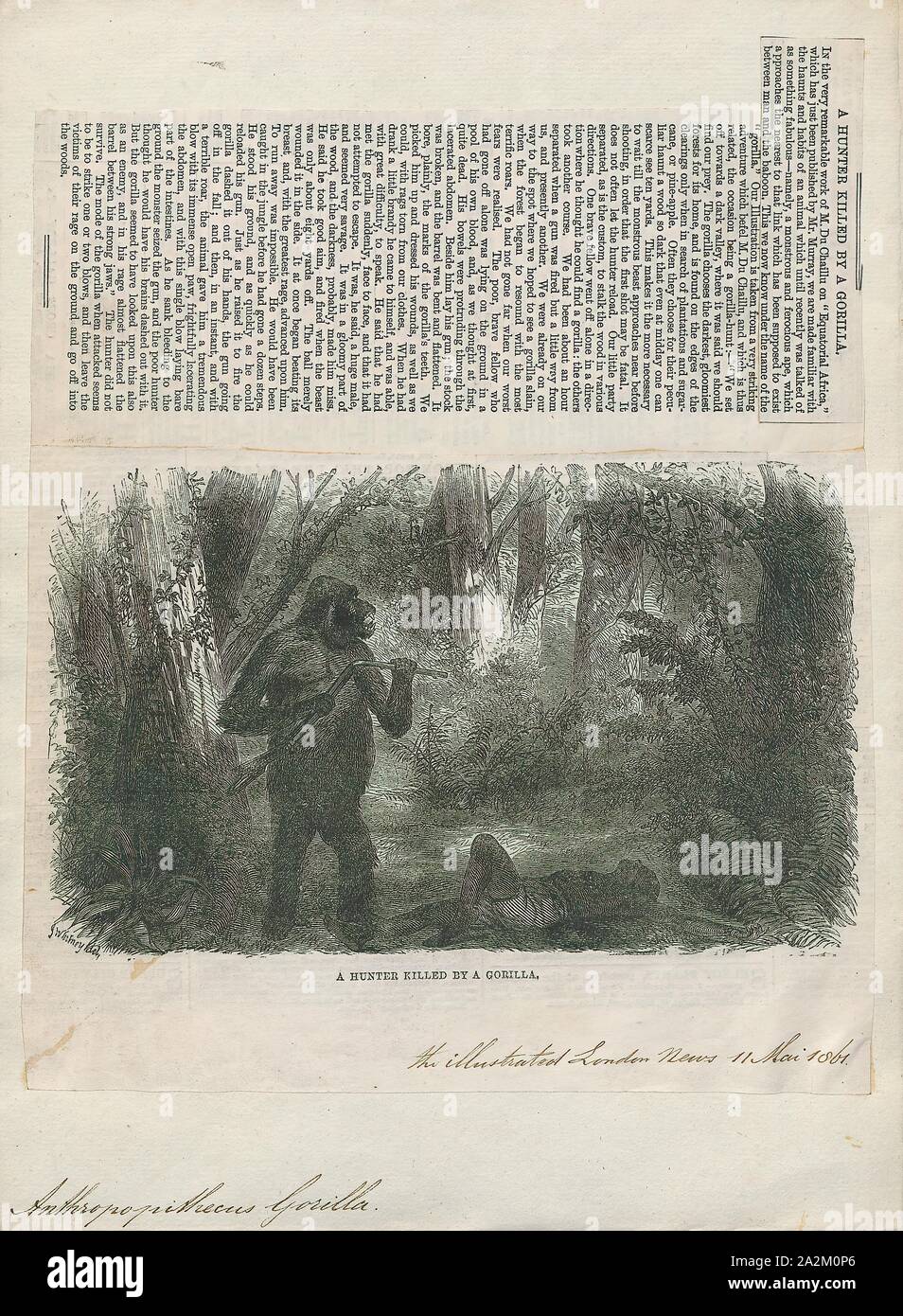 Anthropopithecus hi-res stock photography and images - Alamy