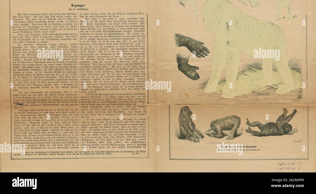 Anthropopithecus hi-res stock photography and images - Alamy