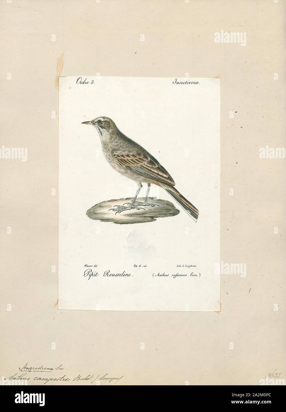 Anthus campestris, Print, The tawny pipit (Anthus campestris) is a ...