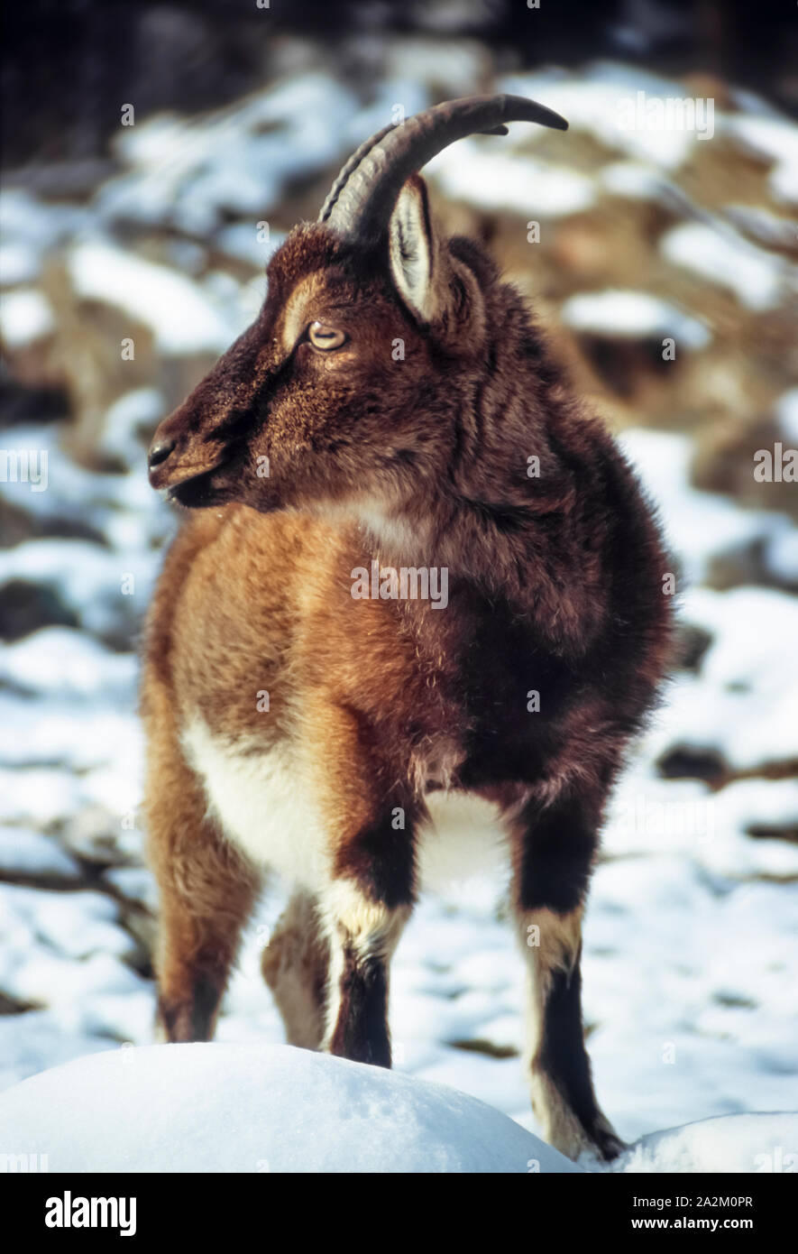 Wild goat in rocky area with snow Stock Photo - Alamy