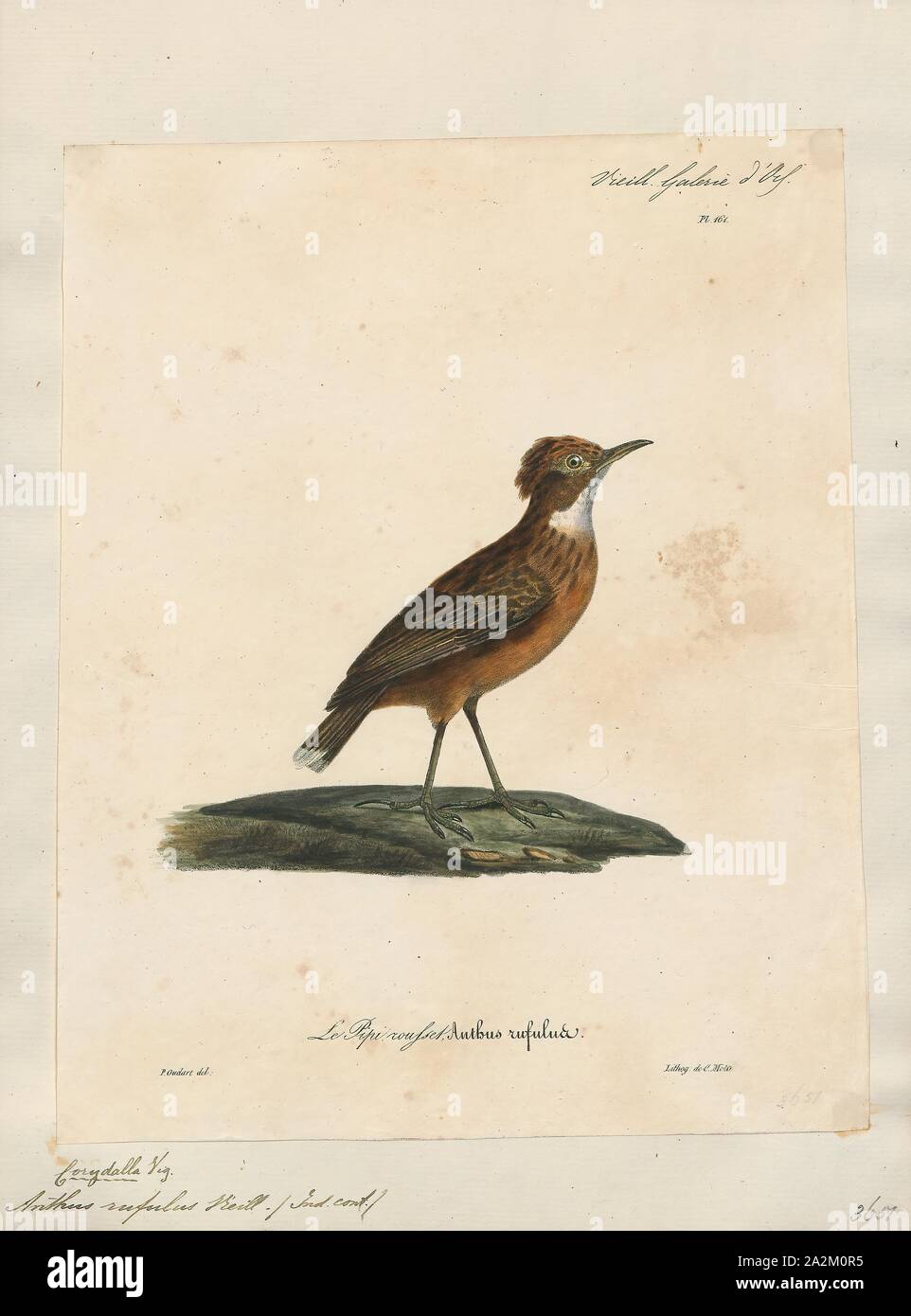 Pipit identification hi-res stock photography and images - Alamy