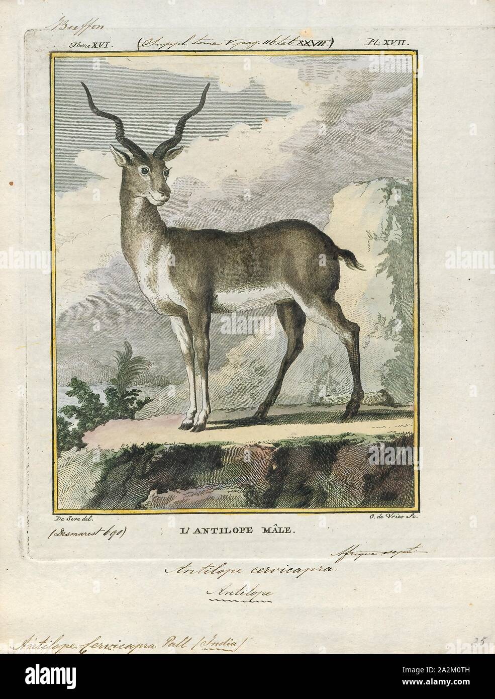 Sole extant member of the genus antilope hi-res stock photography and ...