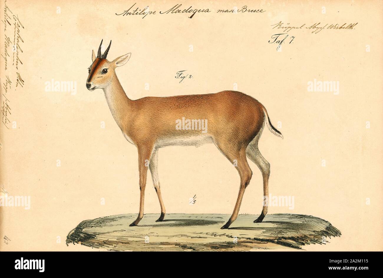 Genus madoqua hi-res stock photography and images - Alamy