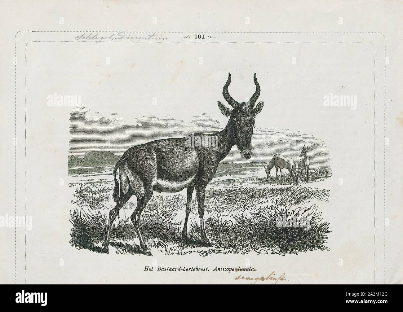 Indian antelope species hi-res stock photography and images - Alamy