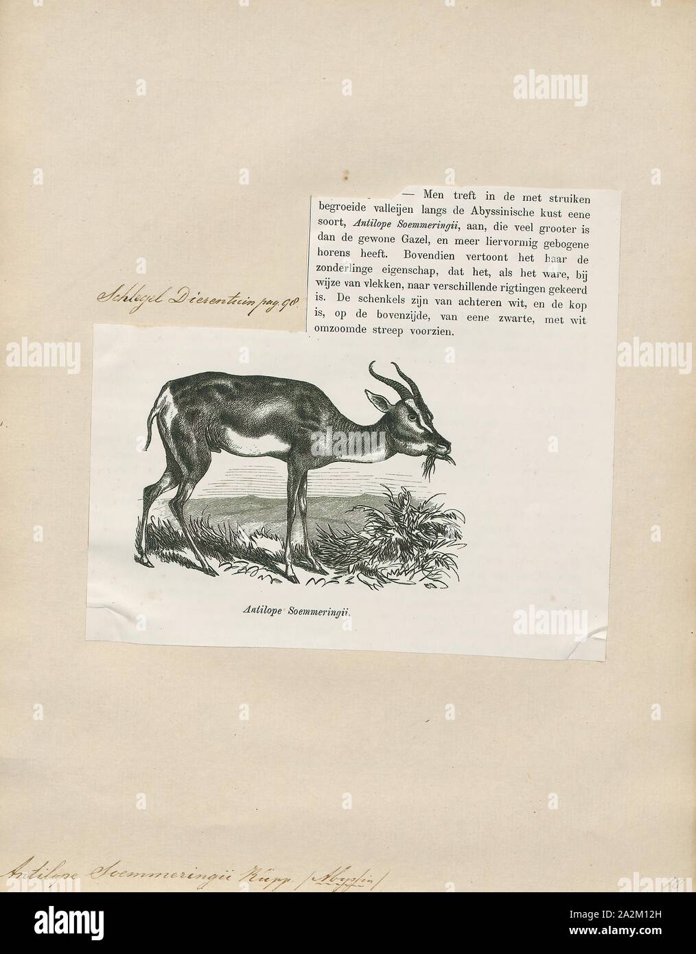 Antilope soemmeringii hi-res stock photography and images - Alamy