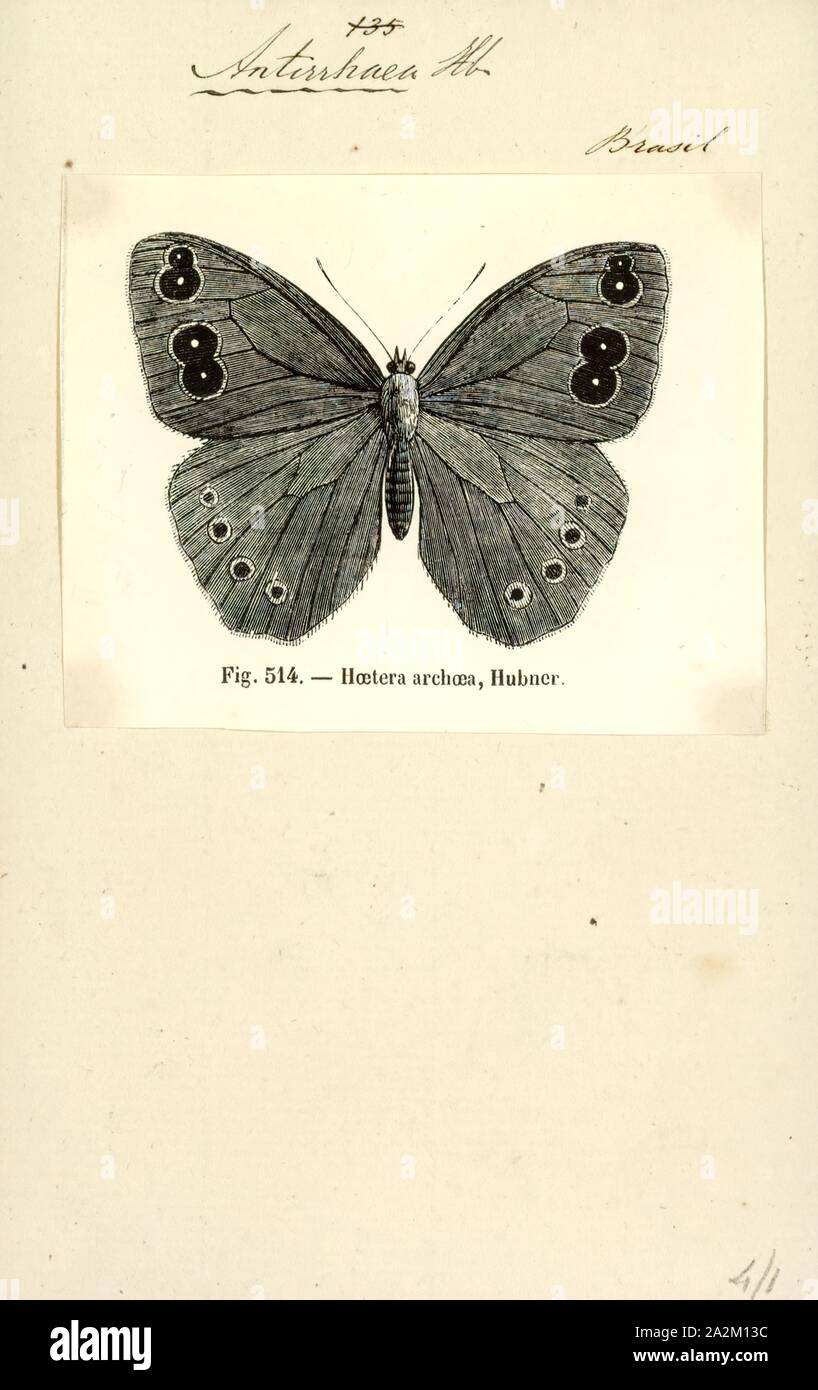 Forewings hi-res stock photography and images - Alamy