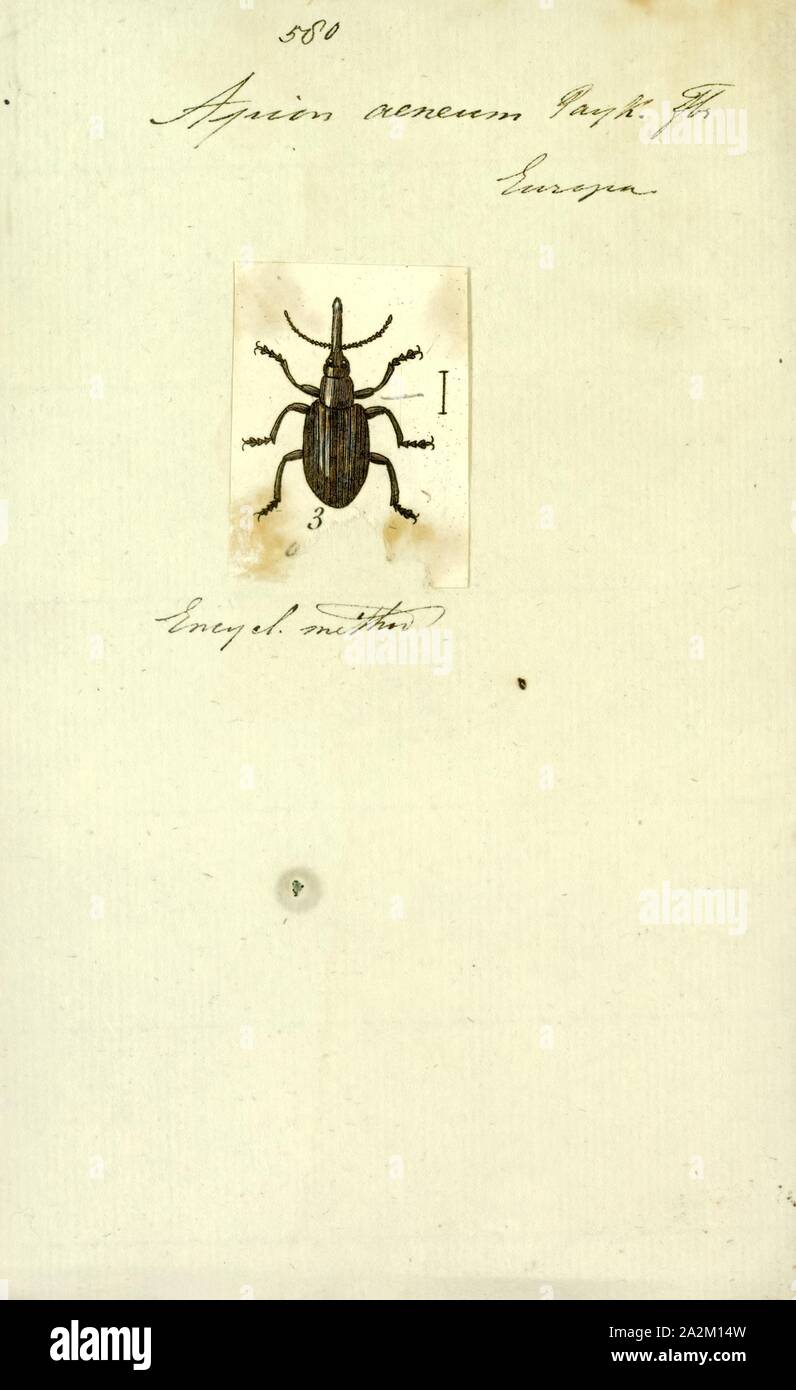 Apion hi-res stock photography and images - Alamy