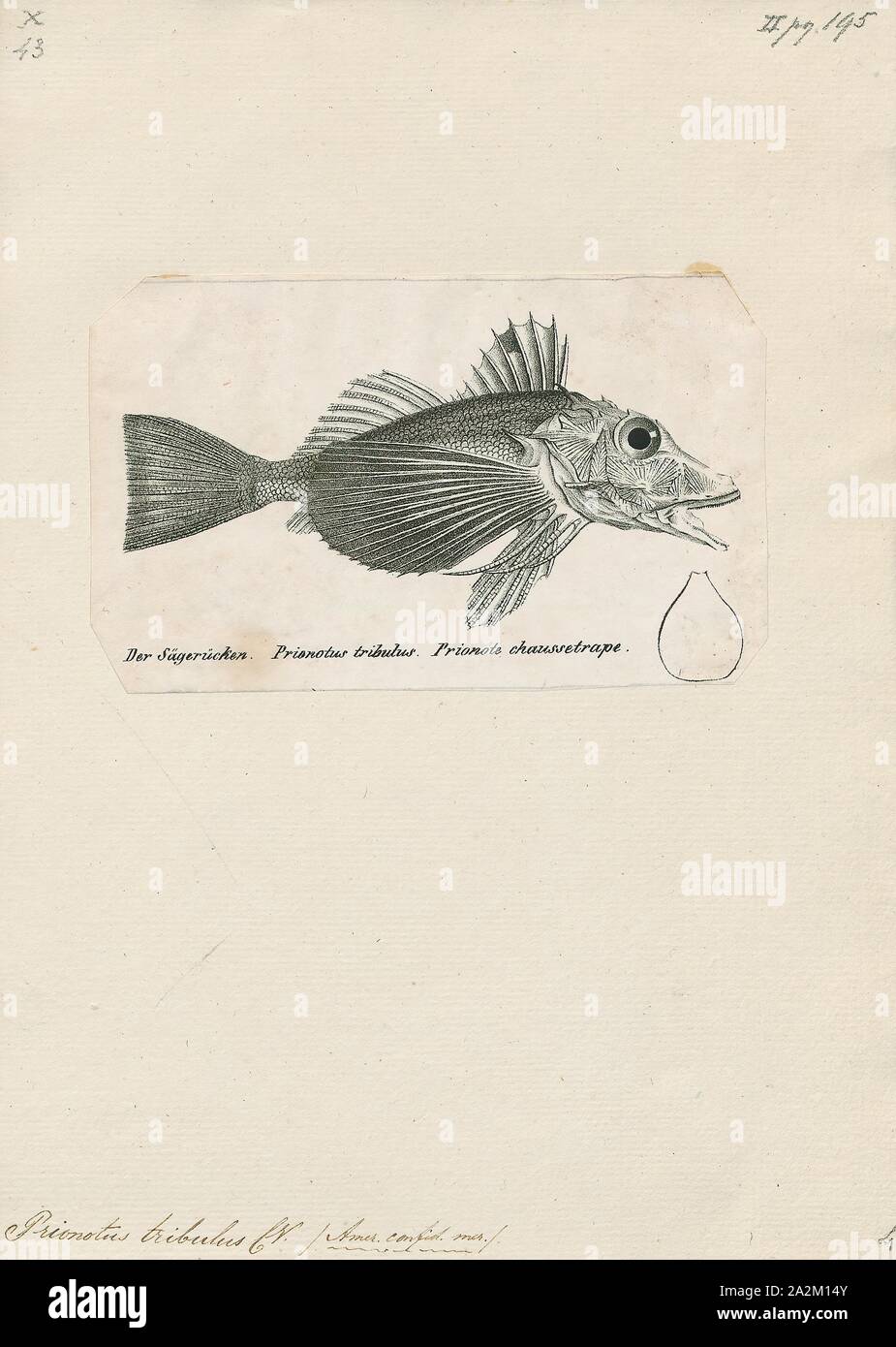 Apistus alatus, Print, 1700-1880 Stock Photo - Alamy