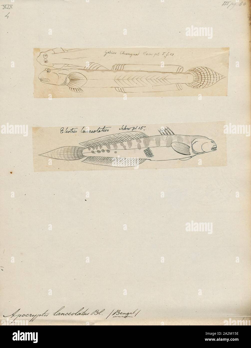 Lanceolatus hi-res stock photography and images - Alamy