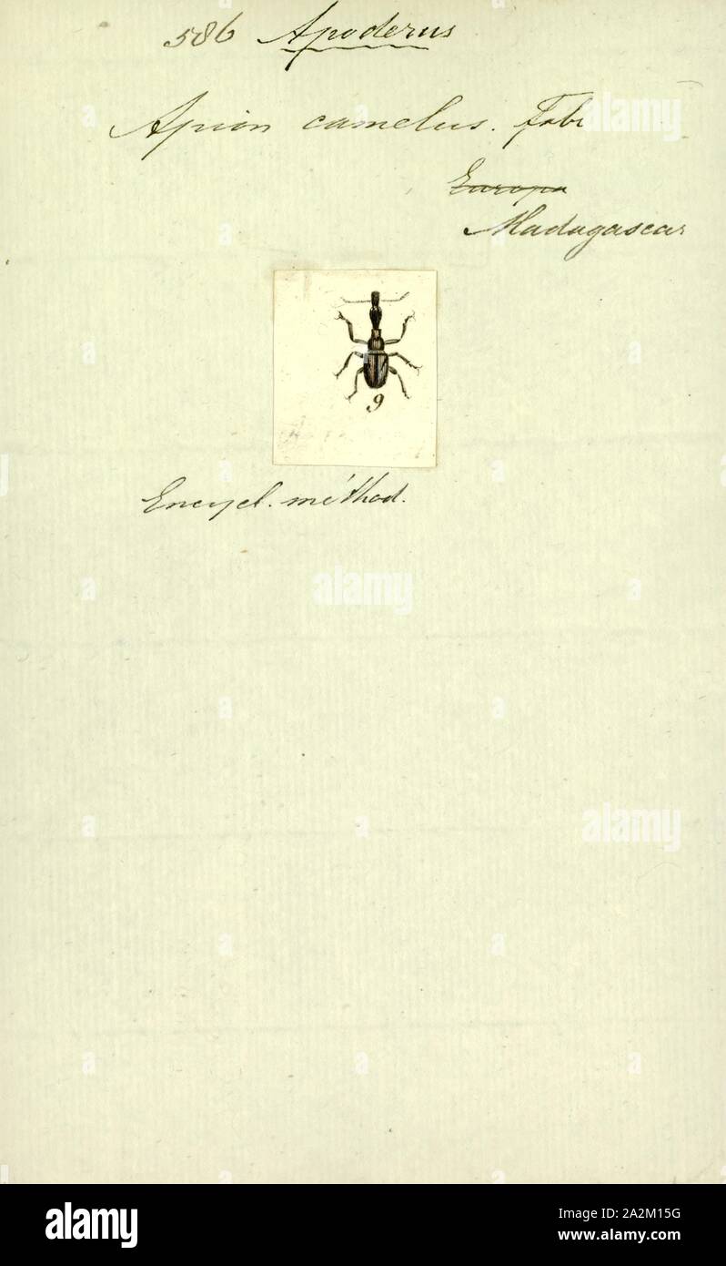 Apoderus, Print, Apoderus is a genus of leaf-rolling beetles belonging ...