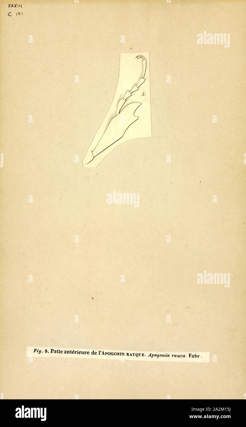 Apogonia, Print, Apogonia is a genus of scarab beetles. Some are pests ...