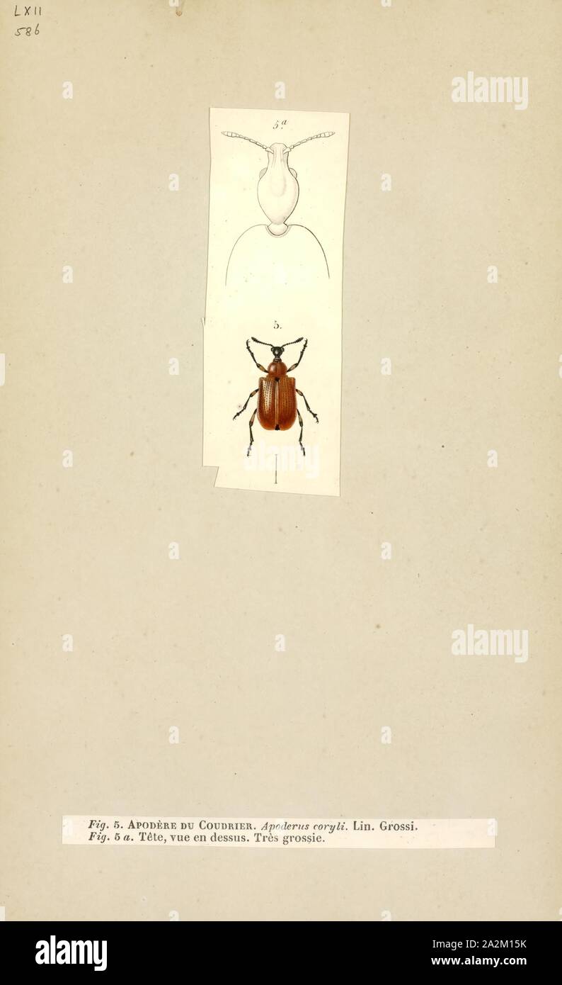 Leaf rolling beetles hi-res stock photography and images - Alamy