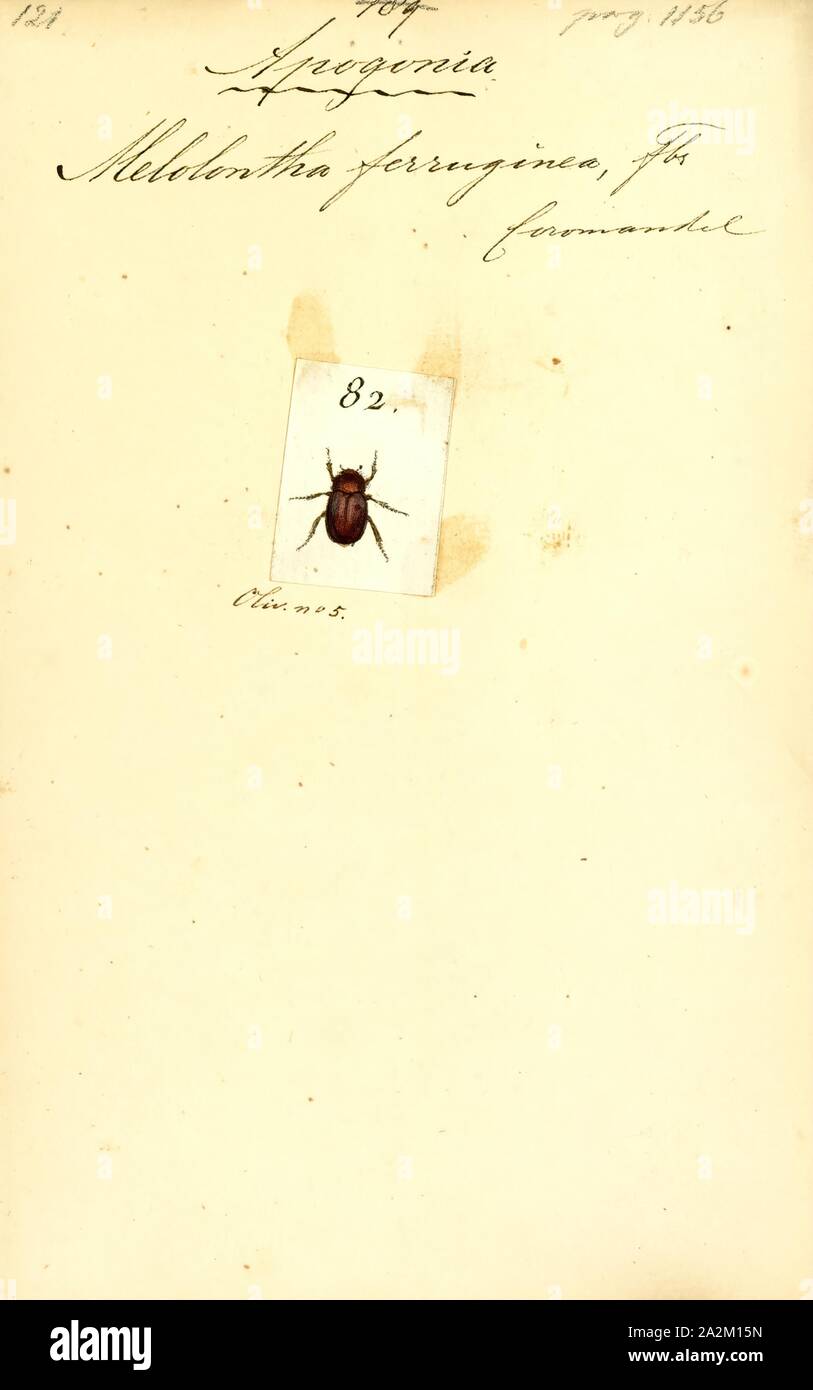 Apogonia, Print, Apogonia is a genus of scarab beetles. Some are pests ...