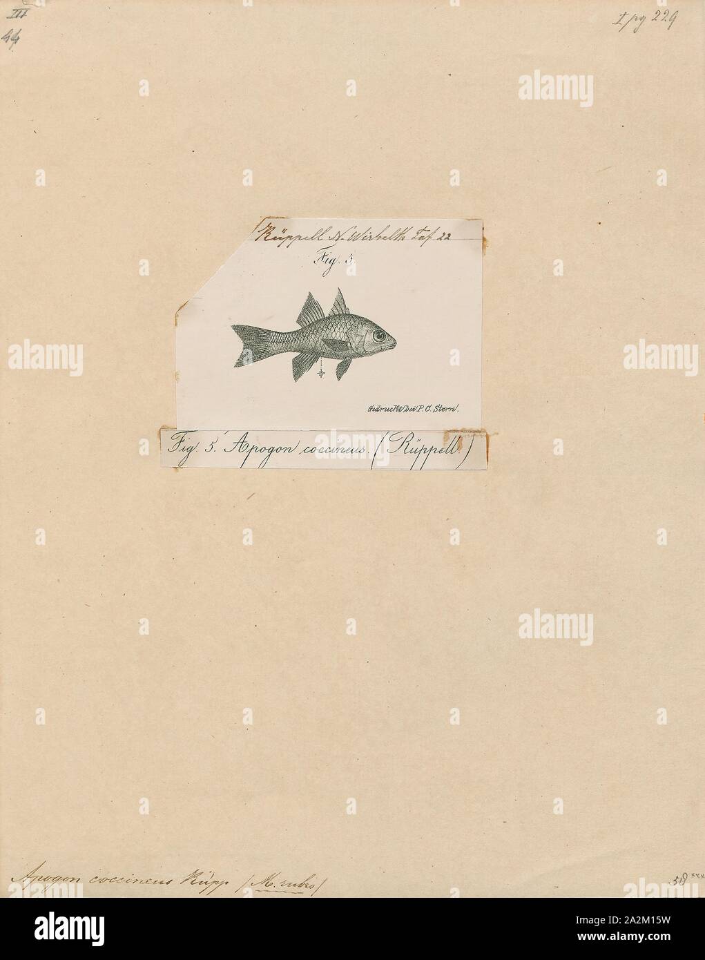 Apogon coccineus, Print, Ruby cardinalfish, 1835 Stock Photo - Alamy